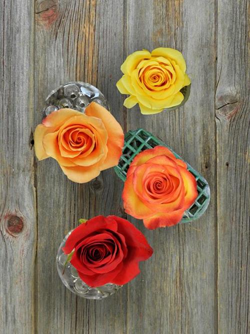 Wholesale 125 Freedom & 125 Fall Color Roses Assorted Combo Box ...