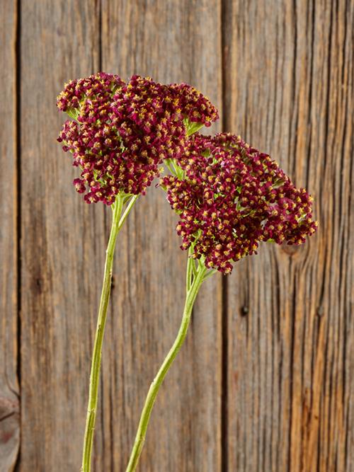 Wholesale Red Yarrow Delivered Online | FlowerFarm