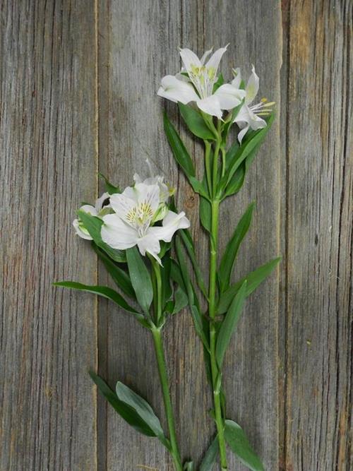 Wholesale Avalanche White Alstroemeria Delivered Online | FlowerFarm