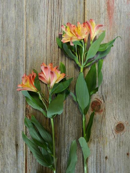 Wholesale Lucero Bi-Color Orange/Yellow Alstroemeria Delivered Online ...