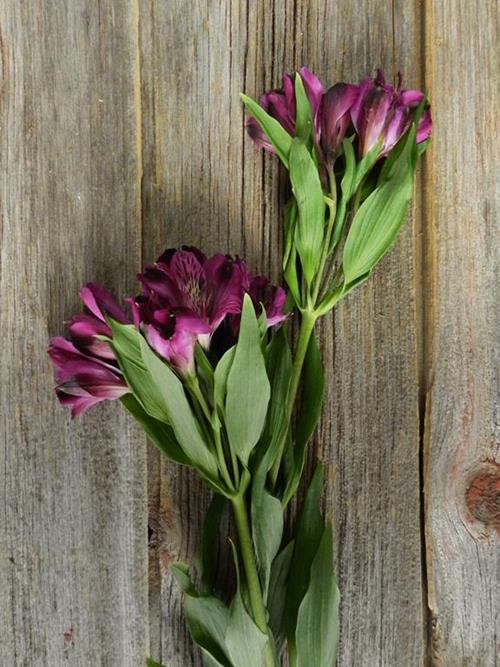 Wholesale Onyx Purple Alstroemeria Delivered Online | FlowerFarm