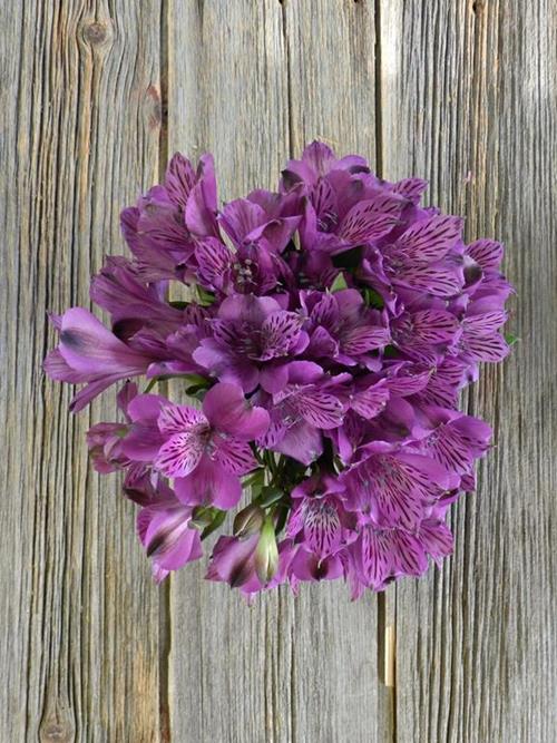 Wholesale Palermo Purple Alstroemeria Delivered Online | FlowerFarm