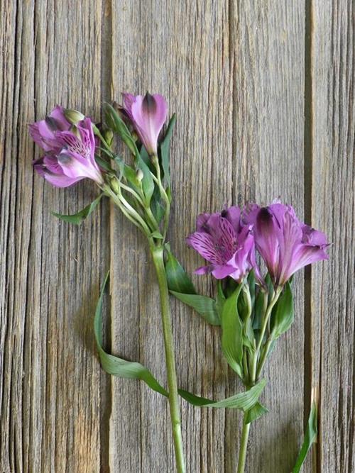 Wholesale Palermo Purple Alstroemeria Delivered Online | FlowerFarm