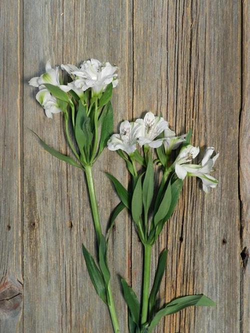 Wholesale Virginia White Alstroemeria Delivered Online | FlowerFarm