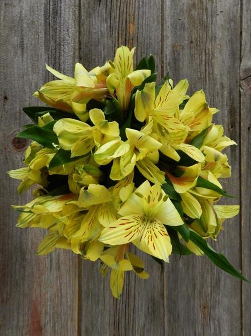 Wholesale Voyager Yellow Alstroemeria Delivered Online | FlowerFarm