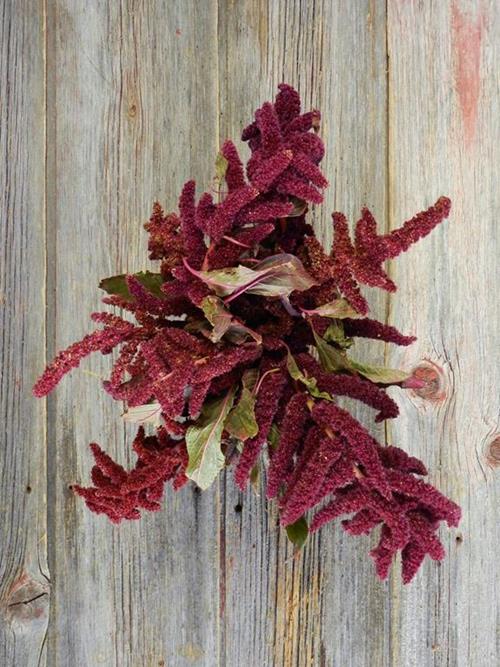 Wholesale Upright Red Amaranthus Delivered Online | FlowerFarm
