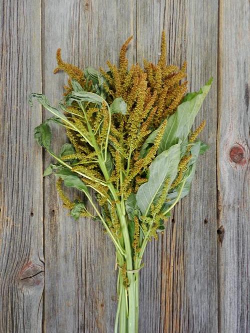 Wholesale Upright Gold Amaranthus Delivered Online | FlowerFarm