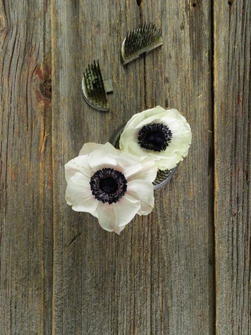 Wholesale Panda White Anemone W/Blk Center Delivered Online | FlowerFarm