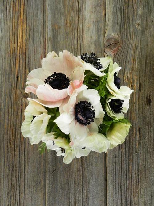 Wholesale Panda White Anemone W/Blk Center Delivered Online | FlowerFarm
