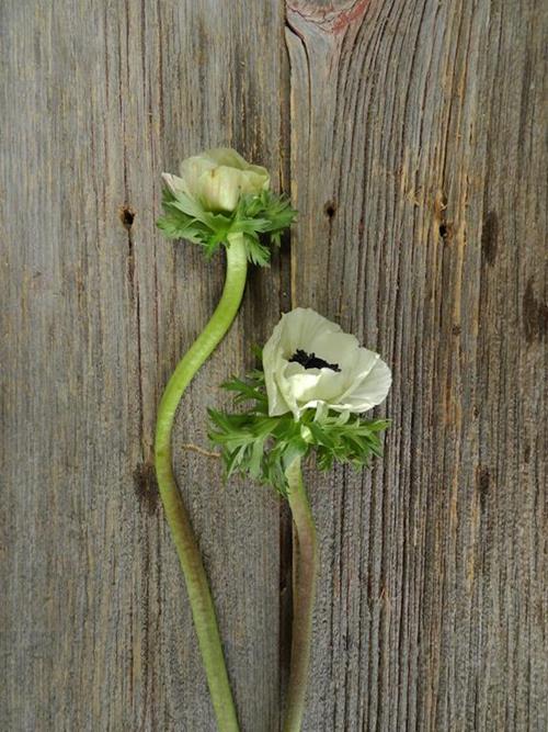 Wholesale Panda White Anemone W/Blk Center Delivered Online | FlowerFarm