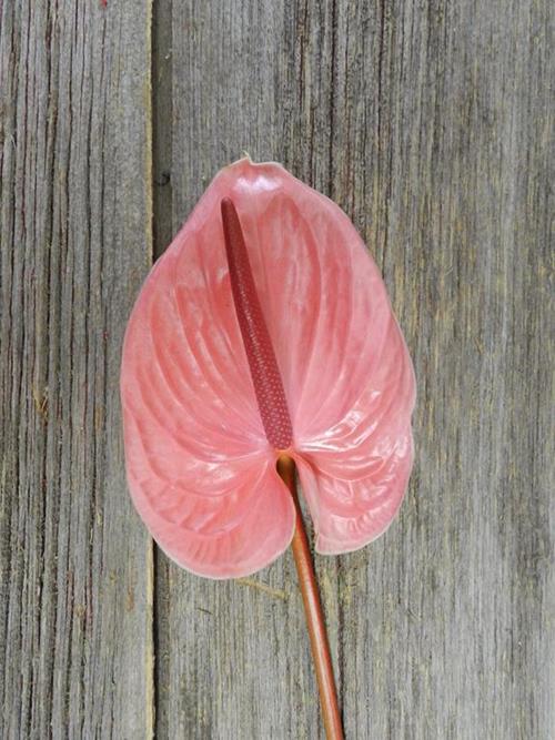 Wholesale Pink Anthurium Delivered Online | FlowerFarm