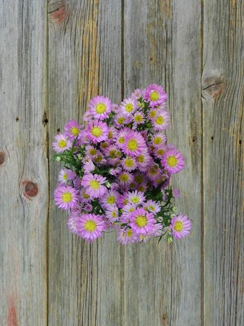 Wholesale Carnival 5 Stem Bunch Pink Aster Delivered Online | FlowerFarm