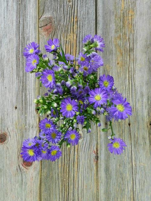 Wholesale Carnival 5 Stem Bunch Purple Aster Delivered Online | FlowerFarm