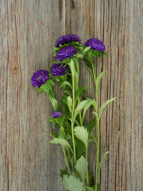 Wholesale Matsumoto Purple Aster Delivered Online | FlowerFarm