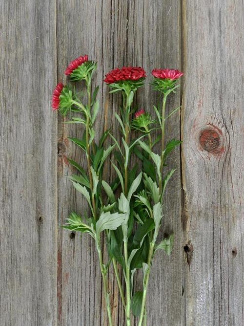 Wholesale Matsumoto Red Aster Delivered Online | FlowerFarm