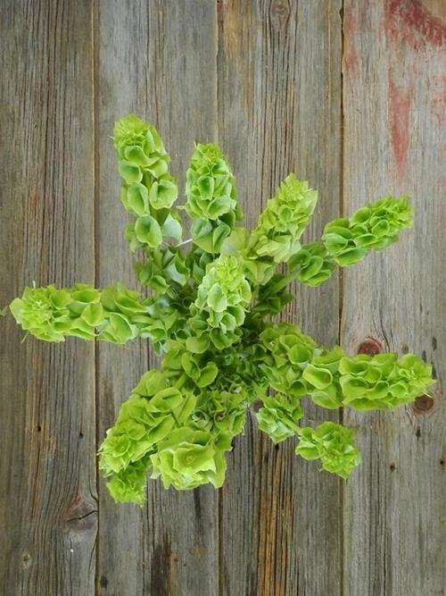 Wholesale Green Bells Of Ireland Delivered Online | FlowerFarm