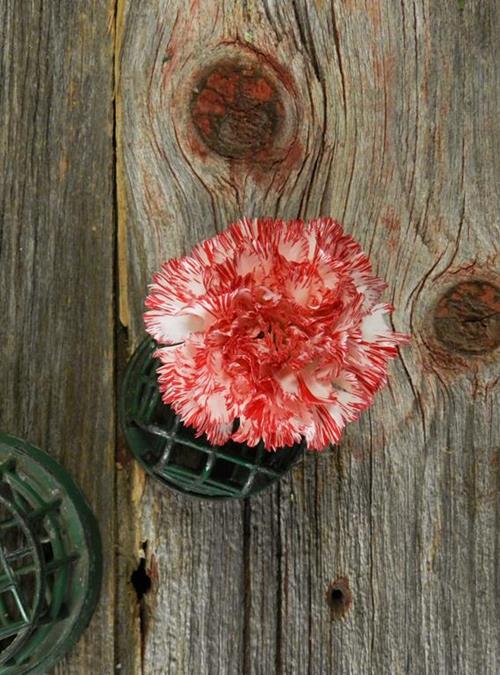 Wholesale Montoya Bi-Color Red/White Carnations Delivered Online ...