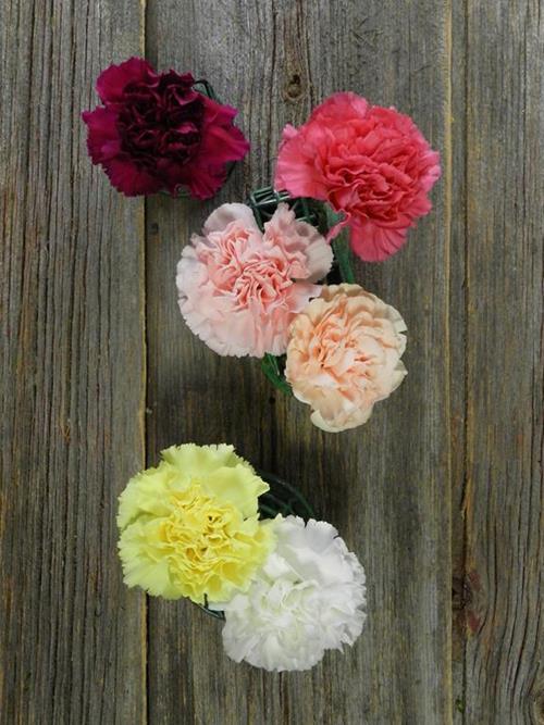Wholesale Assorted Carnations Delivered Online | FlowerFarm