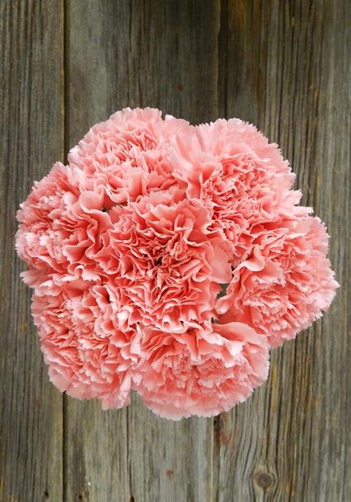 Wholesale Betsy Pink Carnations Delivered Online | FlowerFarm