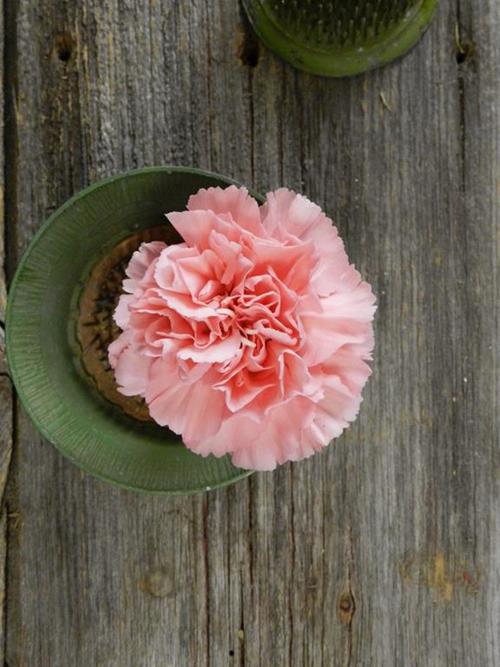 Wholesale Carnations in Bulk | FlowerFarm - Fresh Cut Carnations