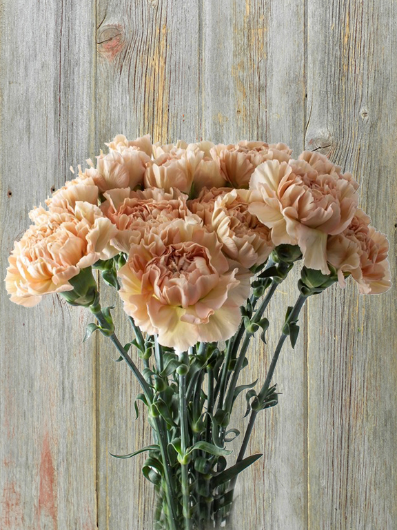 Wholesale Carnations in Bulk | FlowerFarm - Fresh Cut Carnations