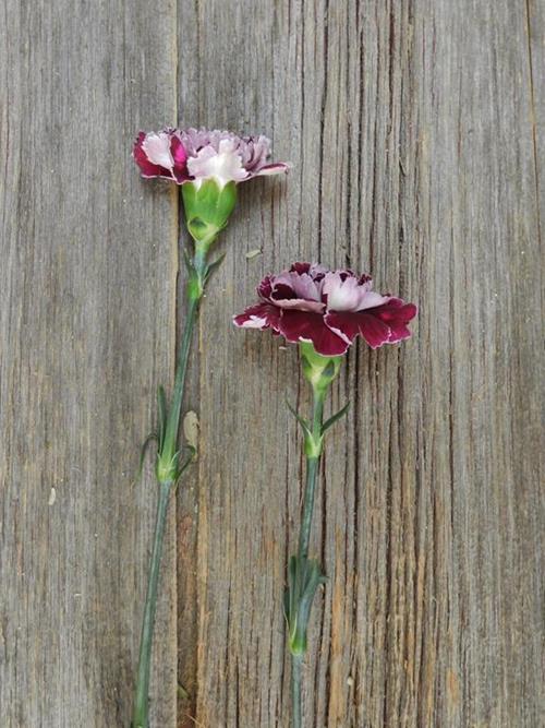 Wholesale Minerva Bi-Color Purple/White Carnation Delivered Online ...