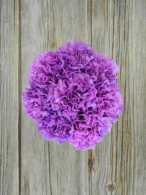 Wholesale Moonlite Purple Carnations Delivered Online | FlowerFarm