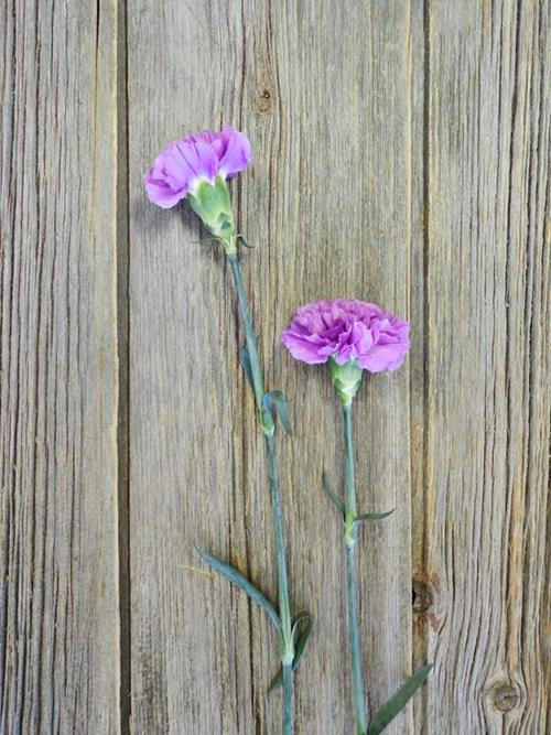 Wholesale Moonlite Purple Carnations Delivered Online | FlowerFarm