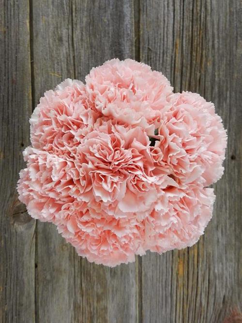 Wholesale Nahema Pink Carnations Delivered Online | FlowerFarm
