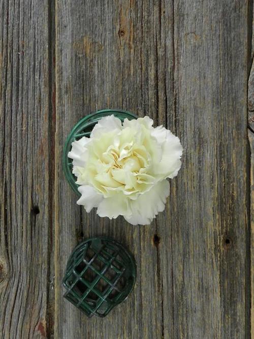 Wholesale Rodas Cream Carnations Delivered Online | FlowerFarm