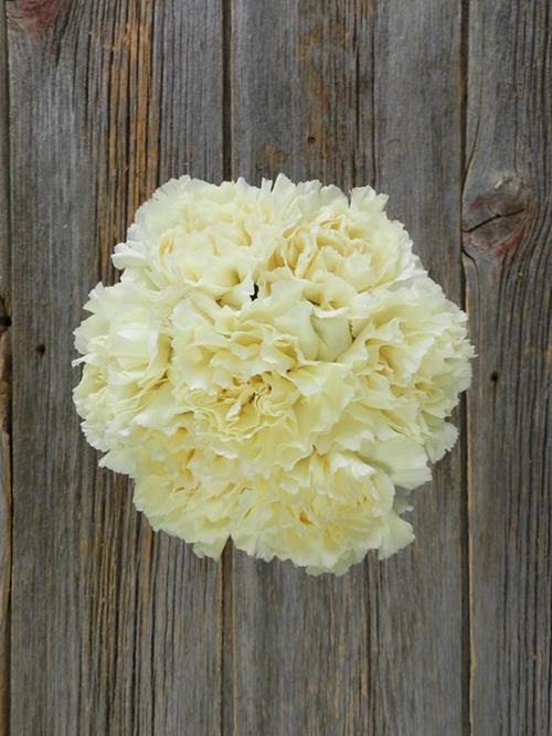 Wholesale Rodas Cream Carnations Delivered Online | FlowerFarm