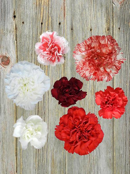 Wholesale Winter Carnation & Mini Carnation Assorted Combo Box ...