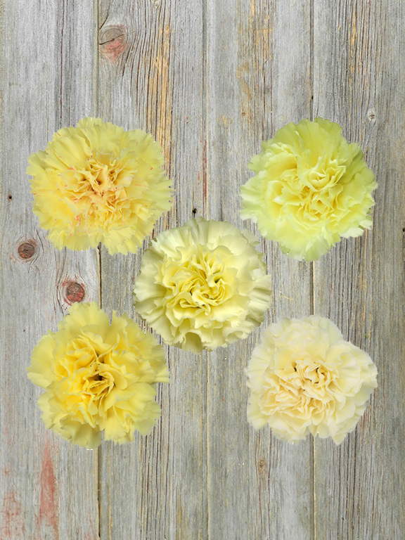 Wholesale Yellow Carnations Delivered Online | FlowerFarm