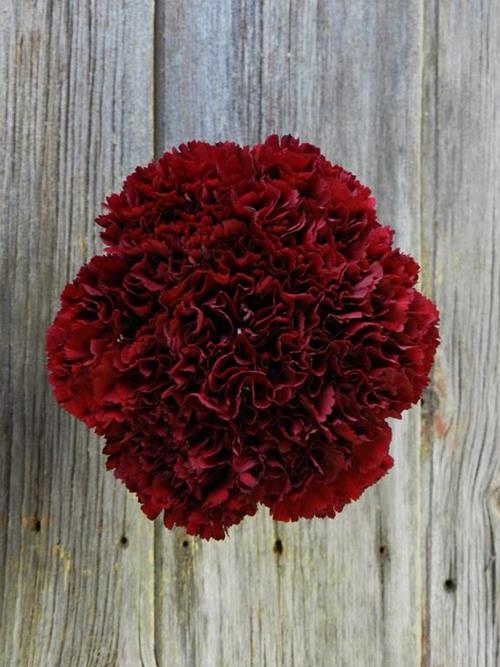 Wholesale Zurigo Burgundy Carnations Delivered Online | FlowerFarm