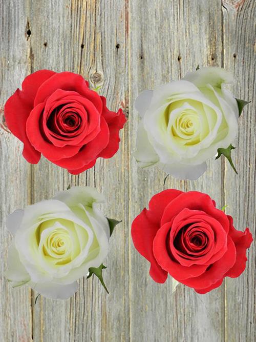 Wholesale 125 Freedom & 125 Fall Color Roses Assorted Combo Box ...