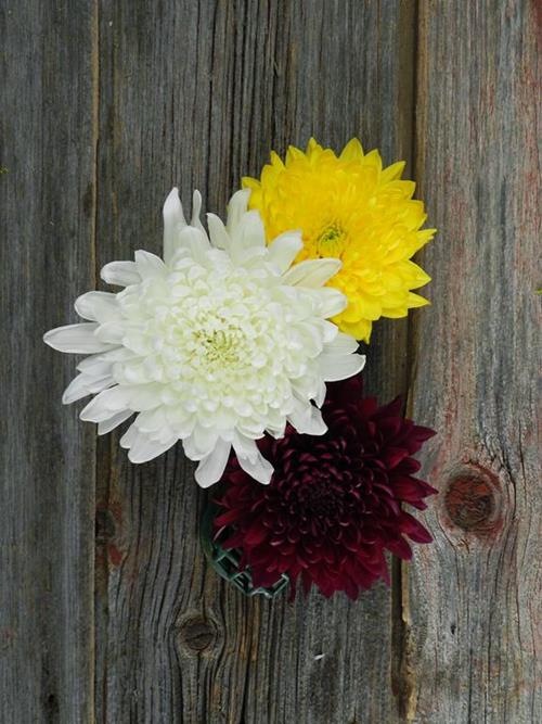 Wholesale Cremone Assorted Disbuds Delivered Online | FlowerFarm