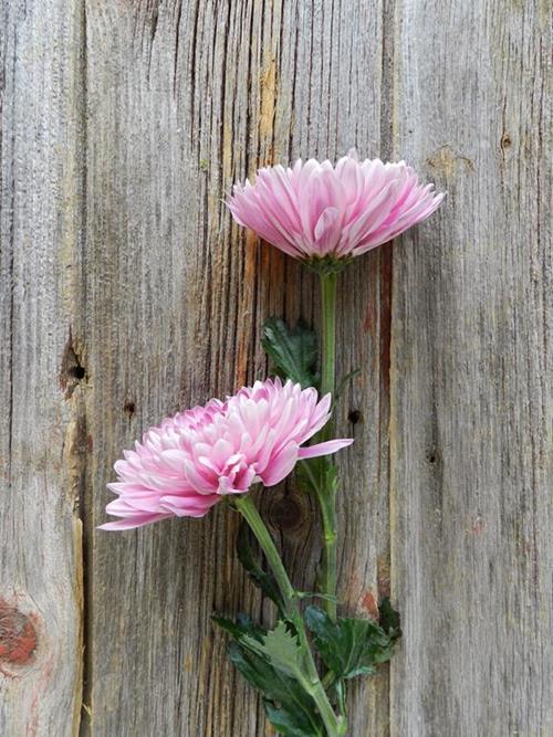 Wholesale Cremone Lavender Disbuds Delivered Online | FlowerFarm