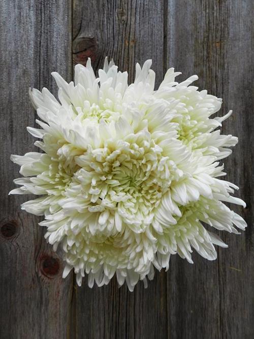 Wholesale Cremone White Disbuds Delivered Online | FlowerFarm