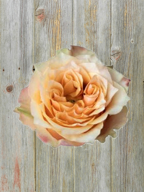 Wholesale Copperfield Summerhouse Peach Garden Rose Delivered Online ...