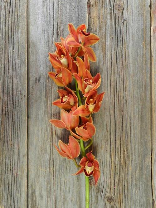 Wholesale 12- Brown Cymbidium Delivered Online | FlowerFarm