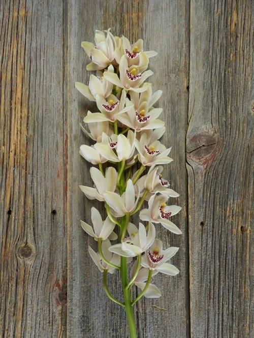 Wholesale 40 Cymbidium Mini White Delivered Online | FlowerFarm