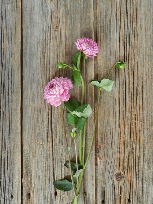 Wholesale Dark Pink Dahlia Delivered Online | FlowerFarm