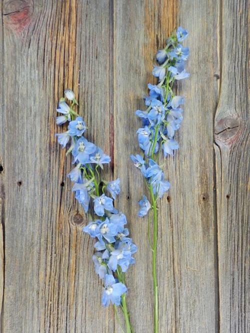 Wholesale Royal Light Blue Delphinium Delivered Online | FlowerFarm
