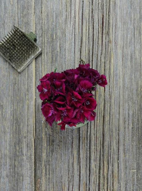 Wholesale Dianthus Flowers Online | FlowerFarm