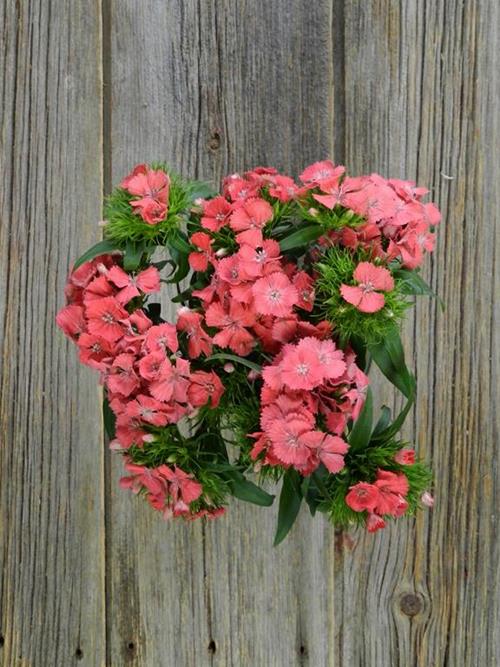 Wholesale Gypsy Salmon Coral Dianthus Delivered Online | FlowerFarm