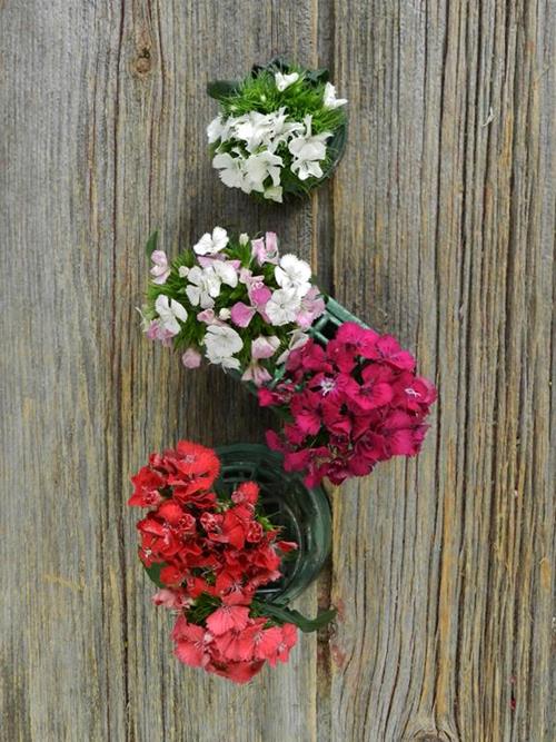 Wholesale Dianthus Flowers Online | FlowerFarm