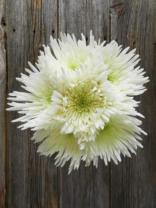 Wholesale Anastasia White Disbuds Delivered Online | FlowerFarm