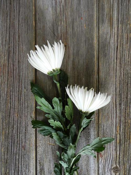 Wholesale Anastasia White Disbuds Delivered Online | FlowerFarm