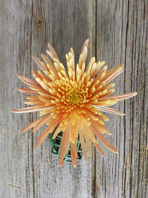 Wholesale Anastasia Bronze Disbuds Delivered Online | FlowerFarm