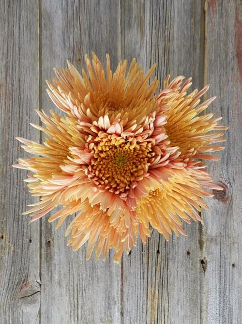 Wholesale Anastasia Bronze Disbuds Delivered Online | FlowerFarm